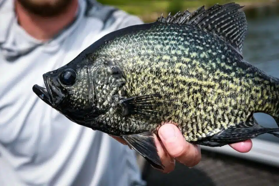 Minnesota Crappie Fishing - Techniques, Tips, and Tricks - ACC Crappie Stix